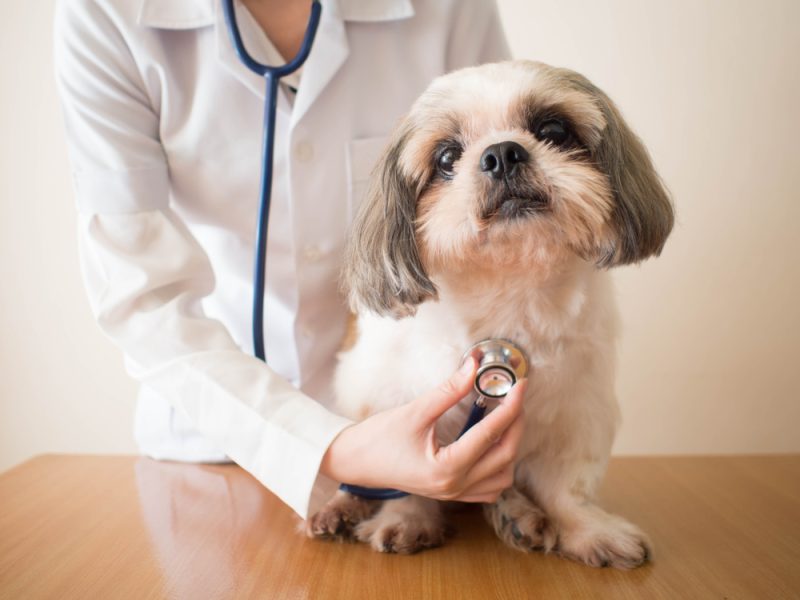 Understanding and Managing Breed-Specific Health Concerns in Pets ...