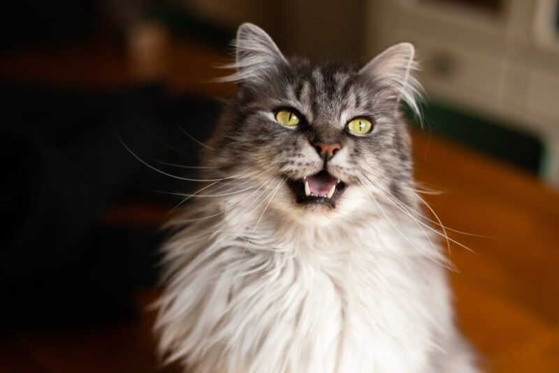Why Is My Cat Meowing So Much? Exploring Excessive Vocalization in Cats ...
